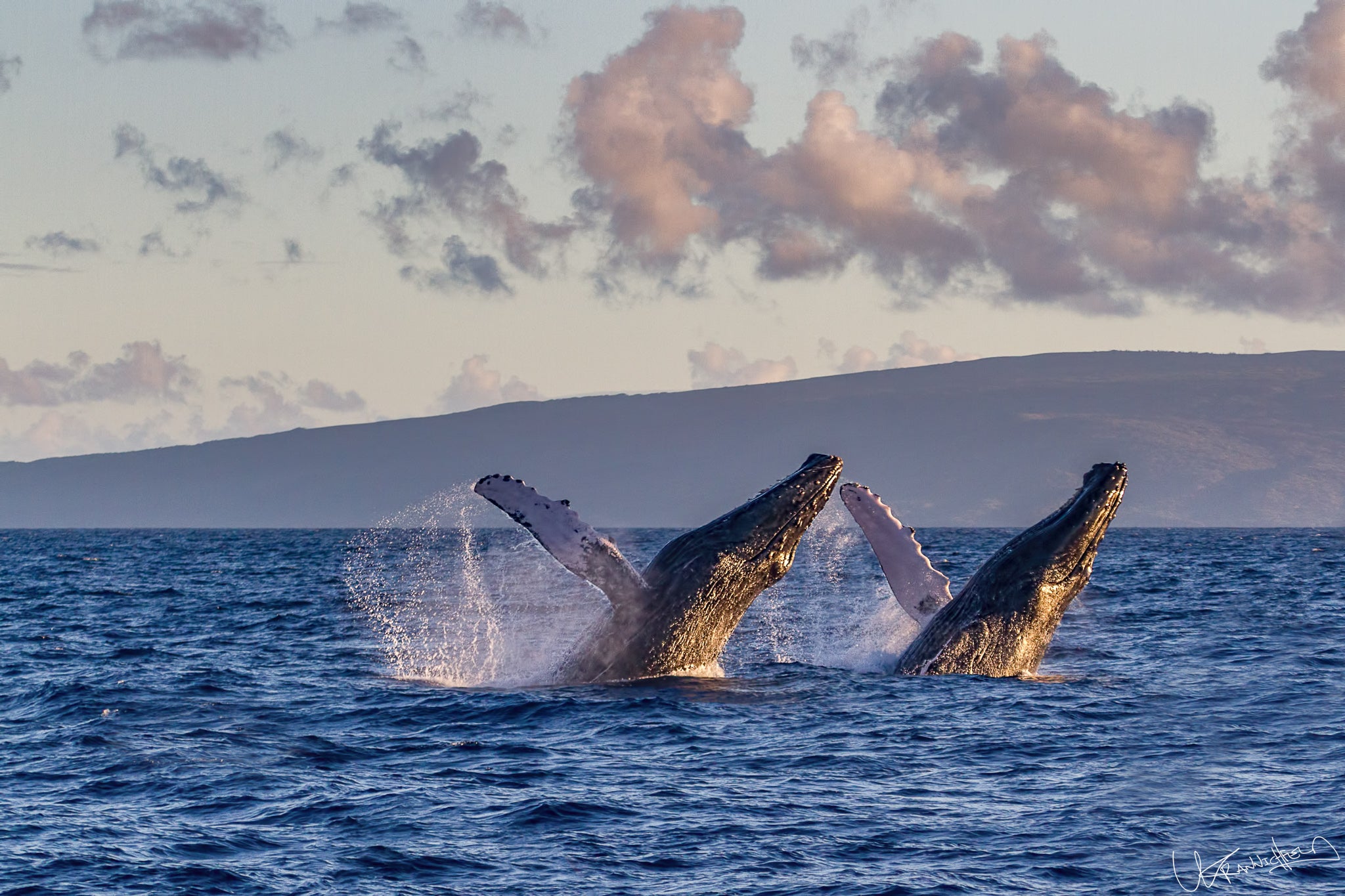 Double Breach | Perfectly Timed Humpback Whales at Sunset | Maui ...